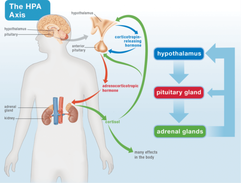 Hpa Axis Van Bryce Chiropractic And Wellness Center